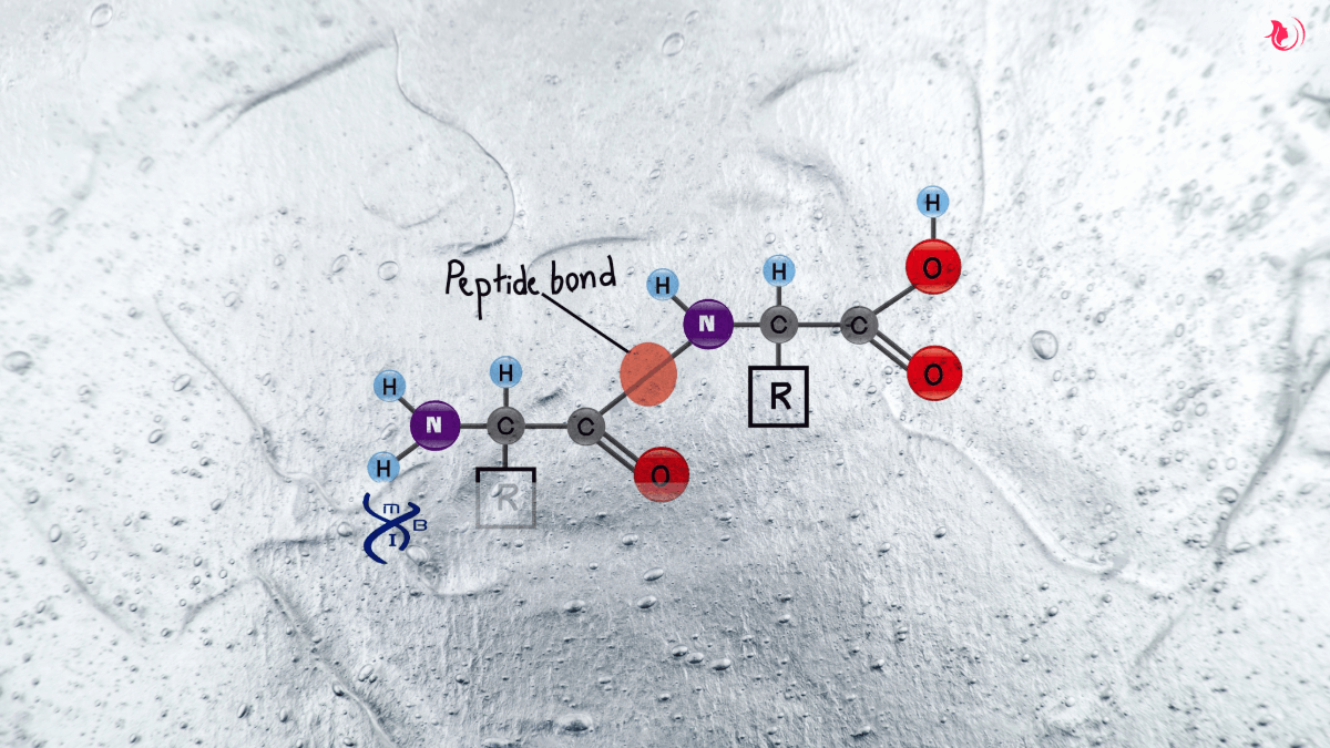 Peptides Explained: Amino Acids That Transform Your Skin